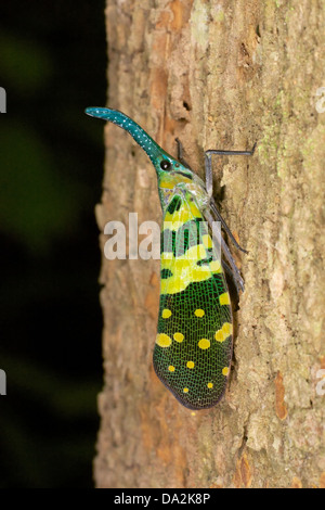 Pyrops viridirostris, lantern bug. Chaloem Phrakiat Thai Prachan ...