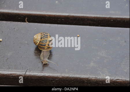 A snail slithering across a plank in Jersey Stock Photo - Alamy