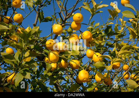 Lemon tree, lemons, Region of Andalusia, Spain, Europe Stock Photo - Alamy