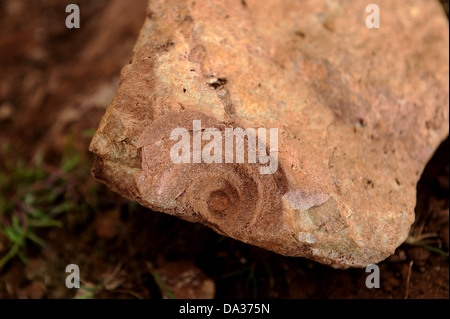 A snail fossil that has an anti-clockwise spiral on its shell, showing ...