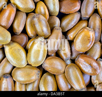 Closeup of annona seeds Stock Photo - Alamy