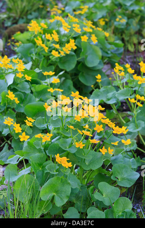 marsh marigold flowers Stock Photo - Alamy
