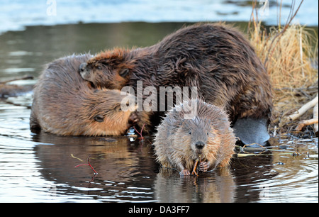 Three wild beavers (Canada; Canadensis); feeding on a grassy spot on ...