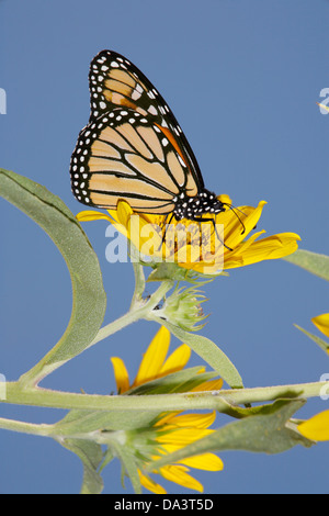 A Monarch Butterfly On A Yellow Compass Flowers With A Deep Blue Sky ...