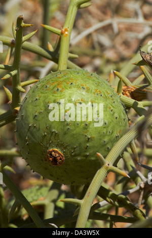 Nara Plant Fruit (Acanthosicyos horridus) in the Kalahari Desert ...