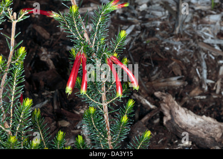 Close-up of "Outeniqua Heath /Tall Sticky Erica- Erica versicolor ...