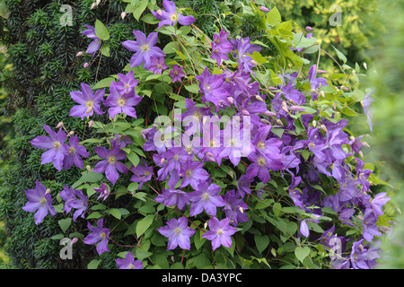 Purple clematis flowers Stock Photo - Alamy