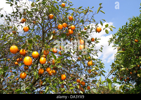 Florida Fort Ft. Meade,orange grove,tree trees,oranges,crop,agriculture ...