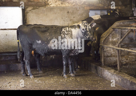 Domestic Cattle, crossbred dairy cow, with severe ringworm infection ...