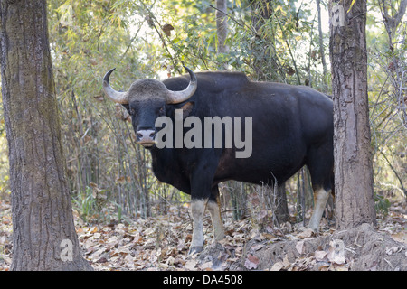 gaur gaurs "wild cattle" bovidae bovid bovids seladang seladangs ...