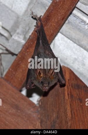 Lesser False Vampire Bat (Megaderma spasma) roosting in cave, Sekunyit ...