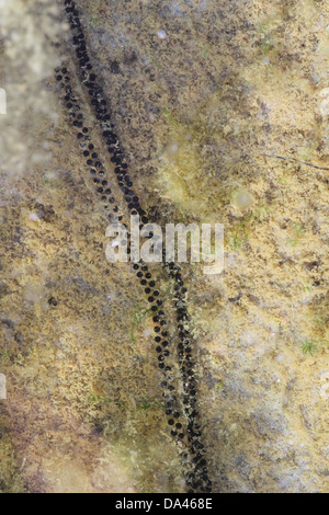 Natterjack Toad (Epidalea calamita) spawn, Dorset, England, May Stock ...