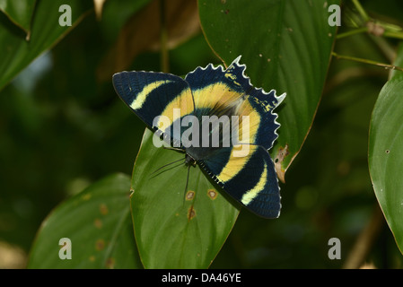 North Queensland Day Moth (Alcides metaurus), flying, Australia Stock ...