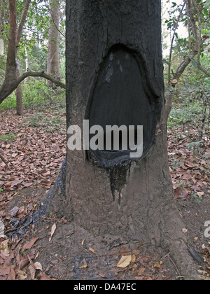 HAIRY-LEAFED APITONG TREE (Dipterocarpus alatus) being tapped for Stock ...