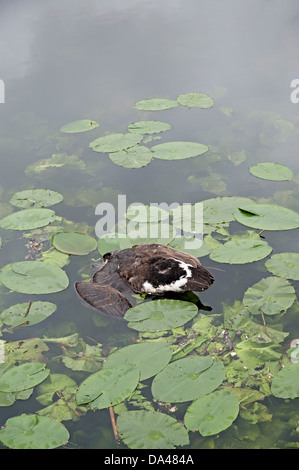 Canada goose (Branta canadensis), dead individual in a meadow, Germany ...