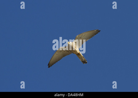 Lesser Kestrel female in flight - Extremadura Spain Stock Photo - Alamy