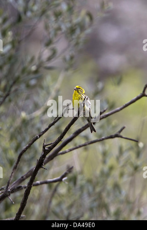 Male Serin - Spain Stock Photo - Alamy