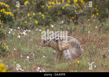 Brown Hare scratching Stock Photo - Alamy