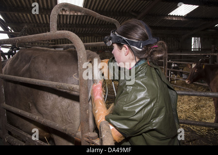 Vets pregnancy testing dairy cows using ultrasound equipment on farm ...