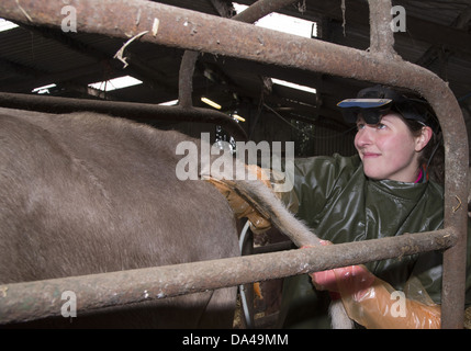 Vets pregnancy testing dairy cows using ultrasound equipment on farm ...