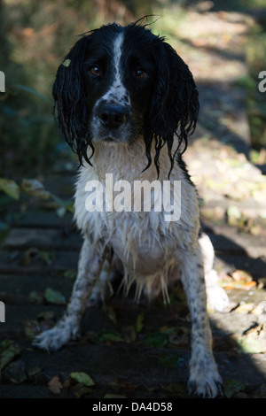 Black and white wet cute springer spaniel puppy resting on the sand and ...