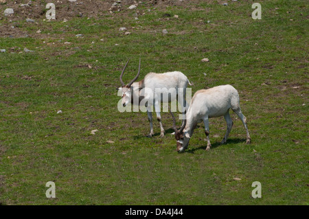 A pair of Addax Stock Photo - Alamy