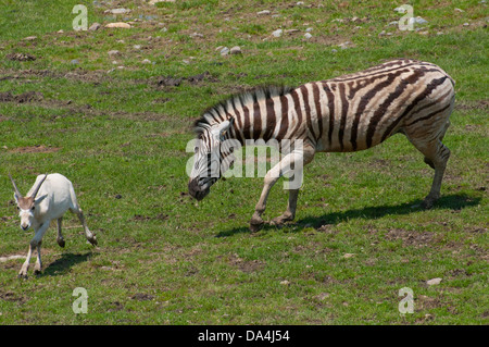 A Grant's Zebra chasing a young Addax Stock Photo - Alamy