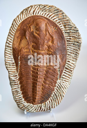 Fossil Trilobite an extinct arthropod from the cambrian permian periods ...