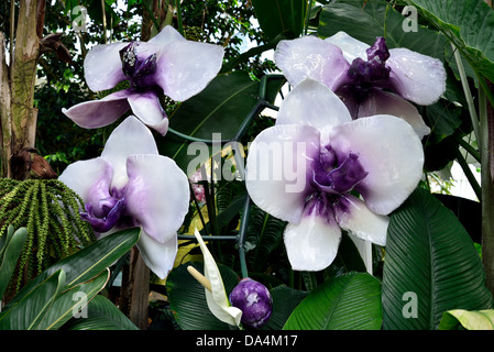 Purple flowers, Seattle, Washington, USA Stock Photo - Alamy