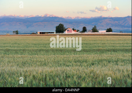 Wheat farm, Colorado, USA Stock Photo - Alamy