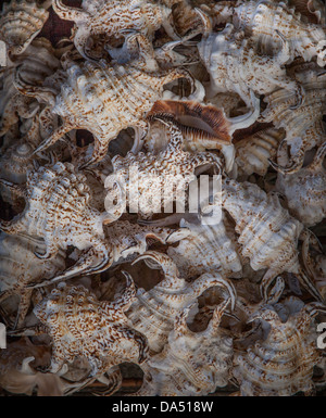 Bunch of sea shells Stock Photo - Alamy