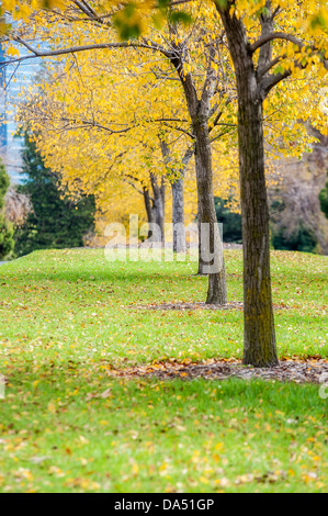 Autumn Colours in Melbourne Australia Stock Photo - Alamy