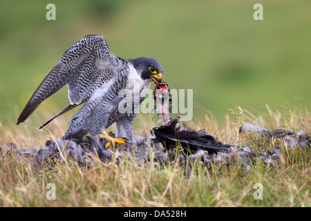 Peregrine falcon eating its prey Stock Photo - Alamy