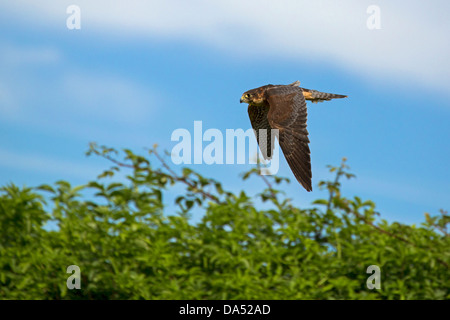 Peregrine-Merlin Crossbred, Perlin in flight Stock Photo - Alamy
