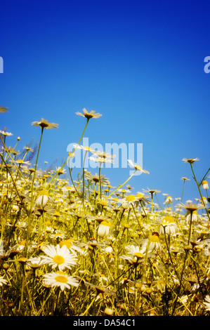 Field of daisies in spring Stock Photo - Alamy