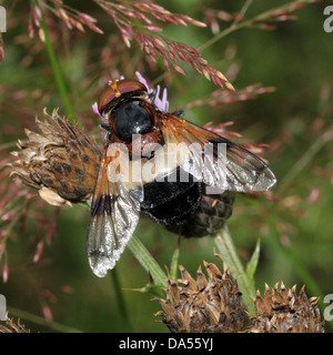 Detailed macro of Volucella pellucens, a large European hoverfly ...