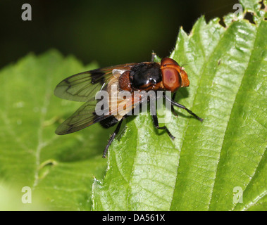 Detailed macro of Volucella pellucens, a large European hoverfly ...