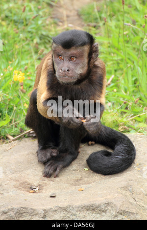 Brown Capuchin (Cebus apella) rock and anvil used to crack open nuts ...