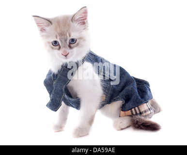 birman kitten in front of white background Stock Photo - Alamy