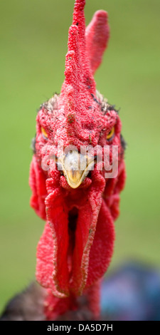 Rooster staring at camera Stock Photo - Alamy