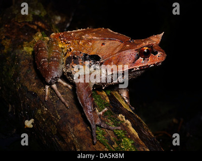 Montane horned frog endemic to Mt Kinabalu Sabah Malaysia, Borneo Stock ...