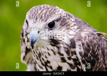 A falcon in captivity Stock Photo - Alamy