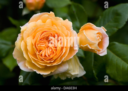 Orange flowering rosa Crown Princess Margareta in garden Stock Photo ...