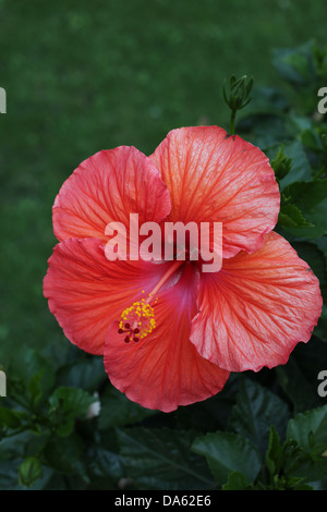 close up orange hibiscus flower red center pistil stamens concept of ...
