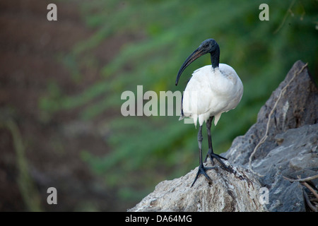 Afar, Asaita, Africa, town, city, Ethiopia, Starsse Stock Photo - Alamy
