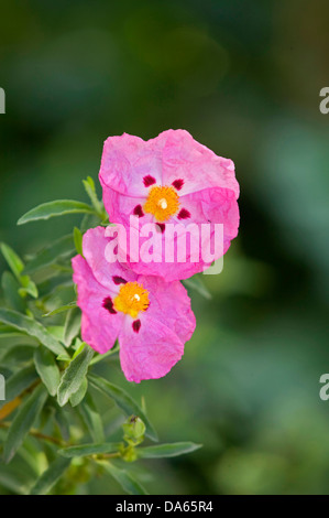 Two flowers of Rock Rose (Cistus). Photographed at RHS Rosemoor, Devon ...
