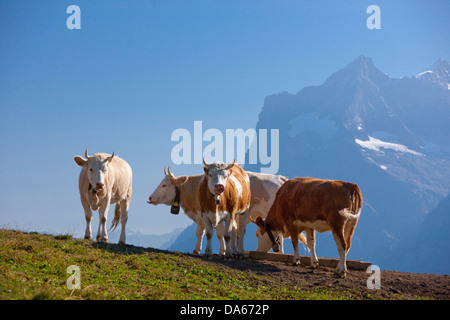 Cow, mountain, mountains, canton, Bern, Bernese, Alps, Bernese Oberland ...