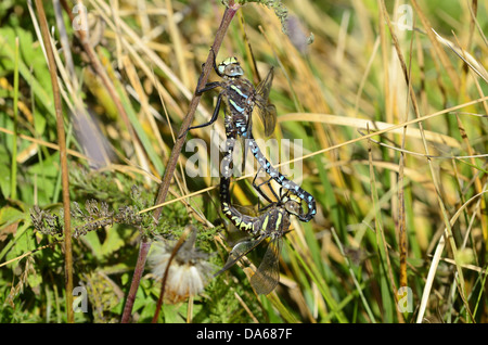 Female Common Hawker Dragonfly Stock Photo - Alamy