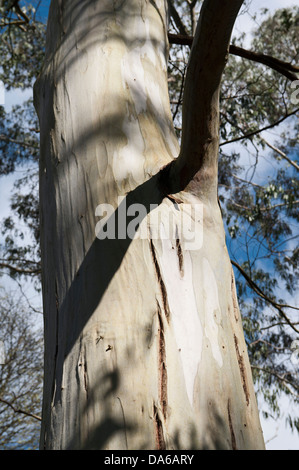 Eucalyptus Gunnii tree Stock Photo - Alamy