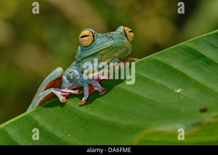 The Scarlet-webbed or Red-webbed Tree Frog is found in Costa Rica ...